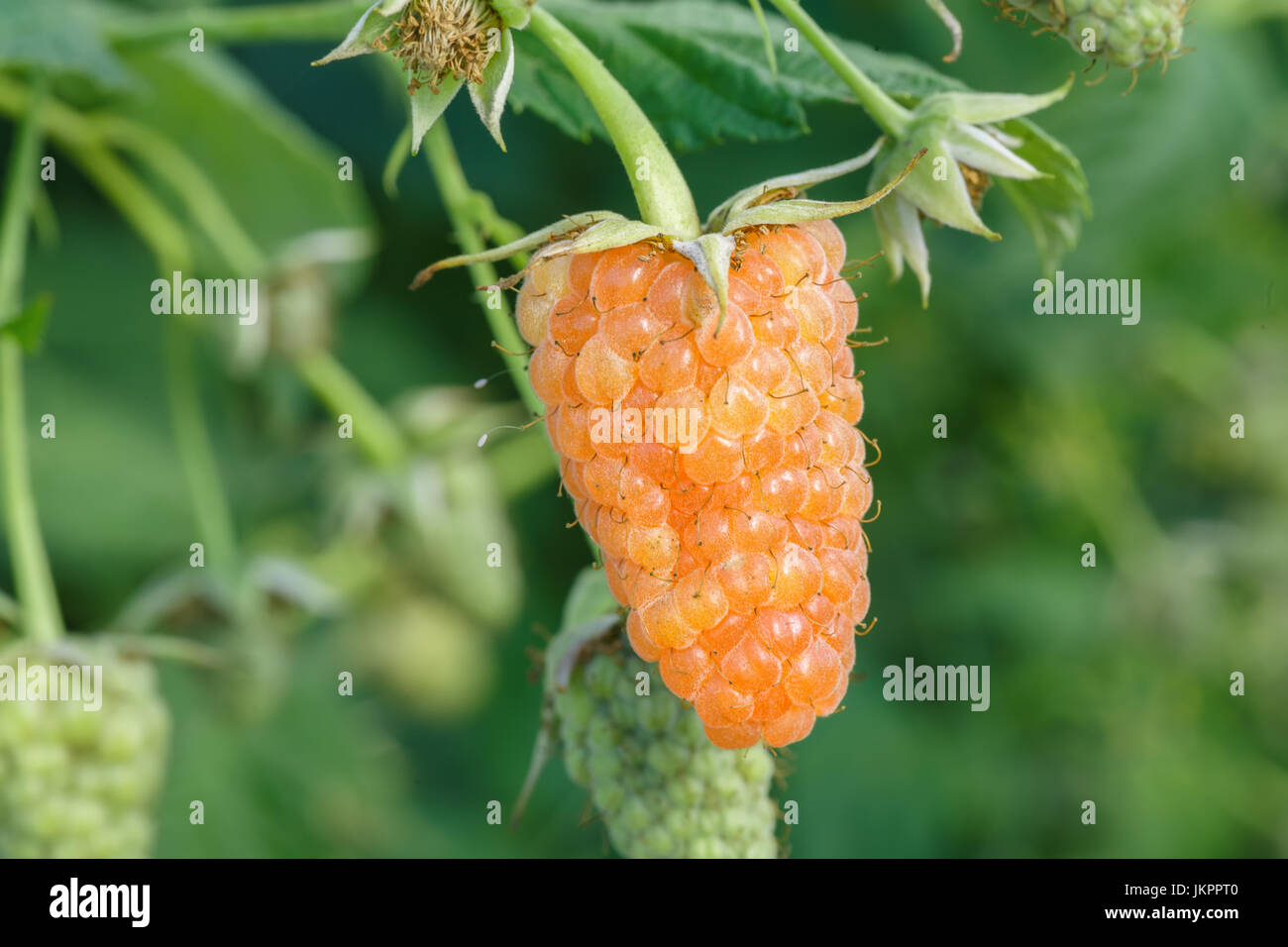 yellow raspberry on the bush Stock Photo - Alamy
