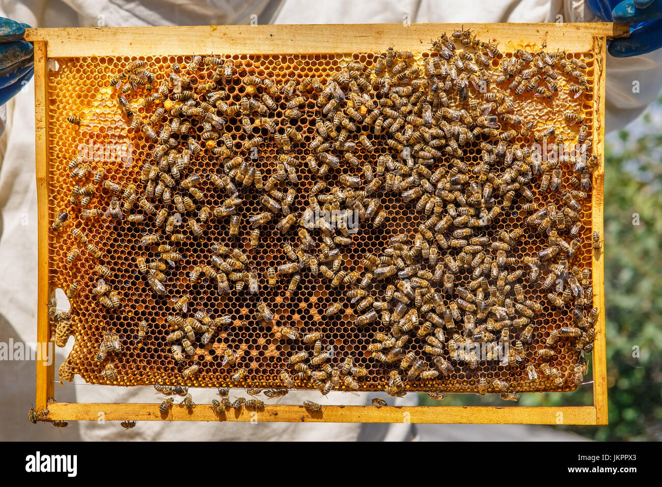 honeycomb full of bees Stock Photo - Alamy