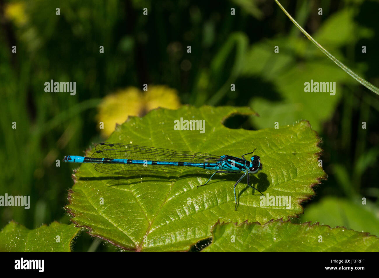 Azure Damselfly or Common Blue Damselfy (Dragonfly) sat on a leaf Stock ...