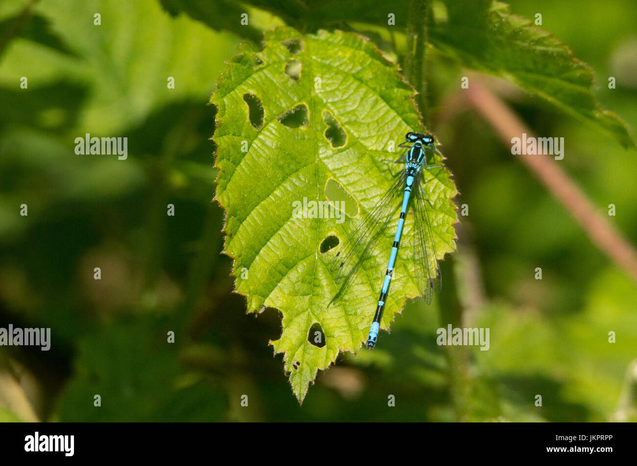 Dragonfly blue common hi-res stock photography and images - Alamy