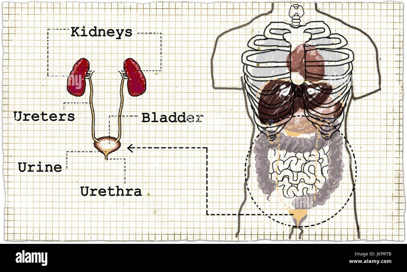 Illustration of Urinary System Anatomy and Physiology with Classic old ...