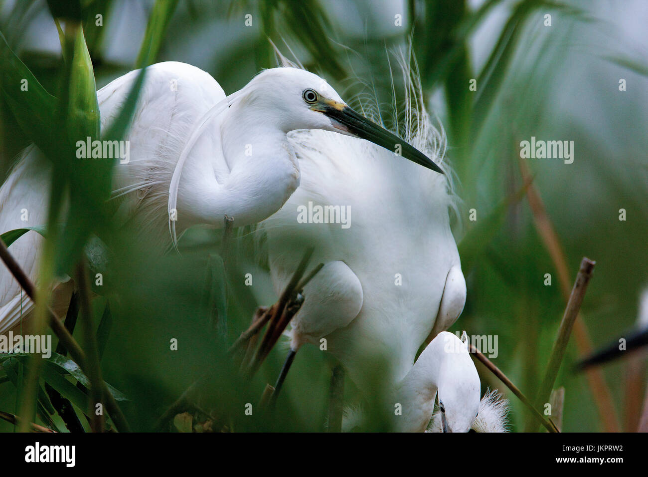 The little egret in the reeds of the nesting in colony Lonjsko polje ...