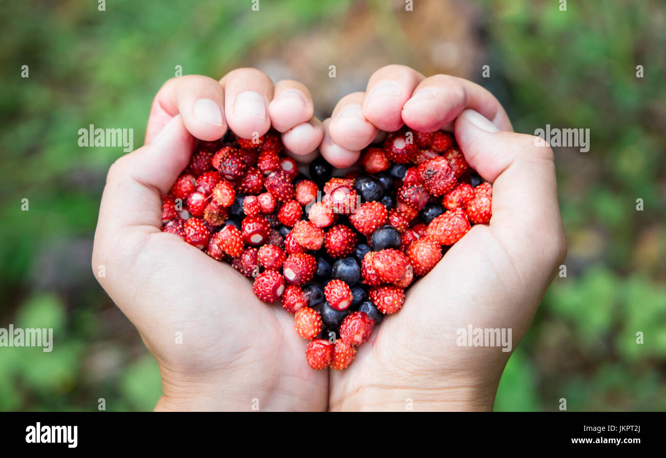 Closeuo of Woman hands holding handful ripe fresh forest berries in ...