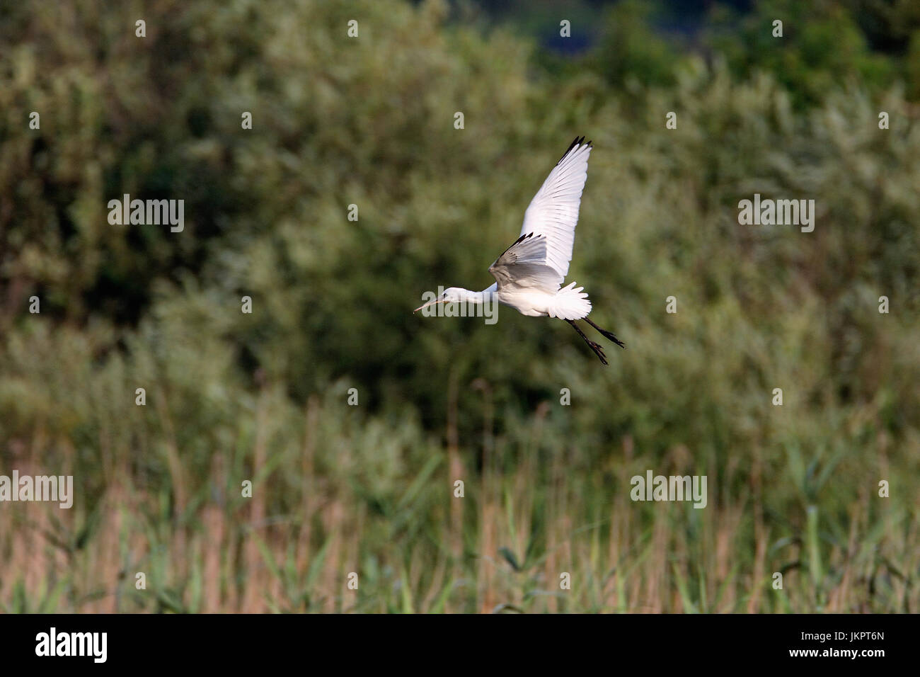 The little egret nesting in colony.Lonjsko polje, Croatia Stock Photo ...