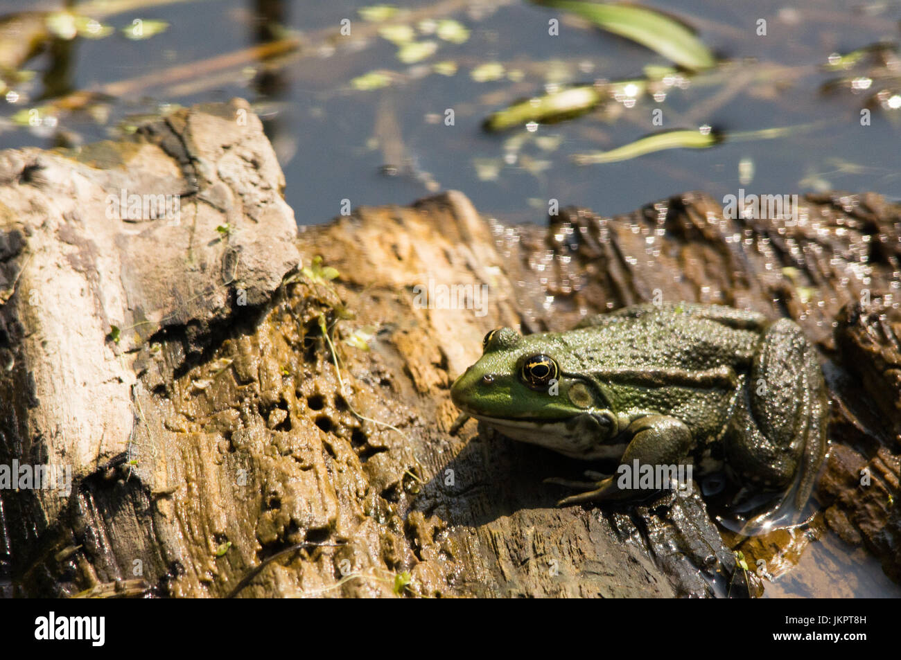 Common Frog, Sat on a log in a pond. UK Stock Photo - Alamy