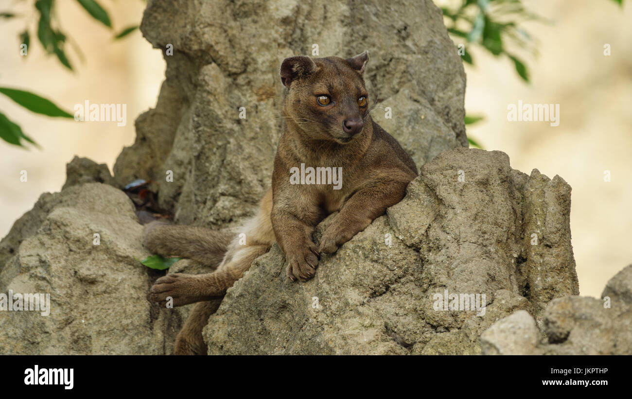 Fossa standing on top of the rocks Stock Photo - Alamy