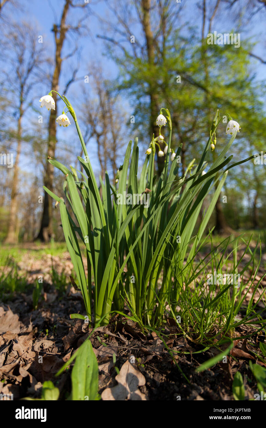 Summer snowflake from a flooded forest in Lonjsko polje, Croatia Stock ...