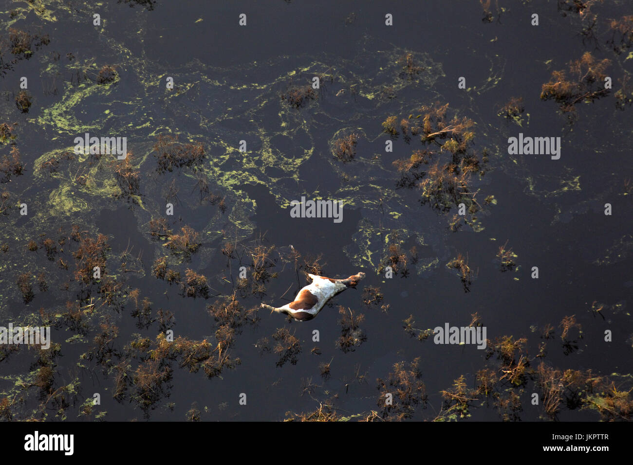 Aerial footage of dead cow in a flood Stock Photo - Alamy