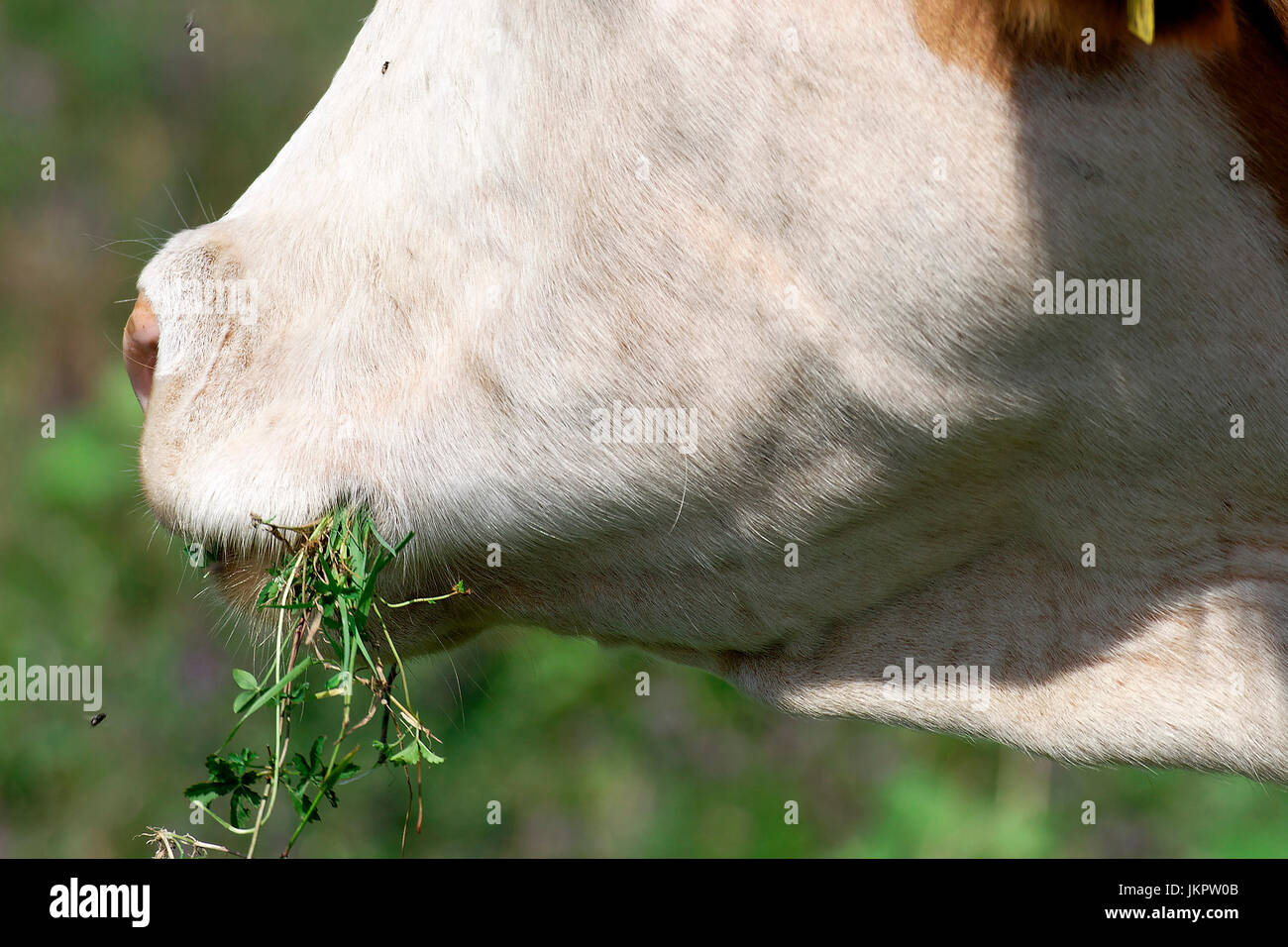 Cow grazing on pasture in Lonjsko polje, Croatia Stock Photo - Alamy