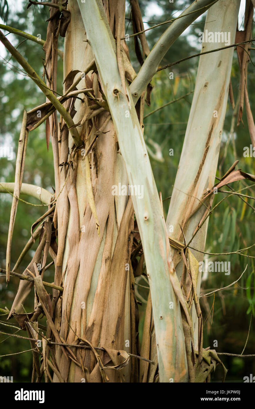eucalyptus tree, Galicia, Spain, Europe Stock Photo - Alamy