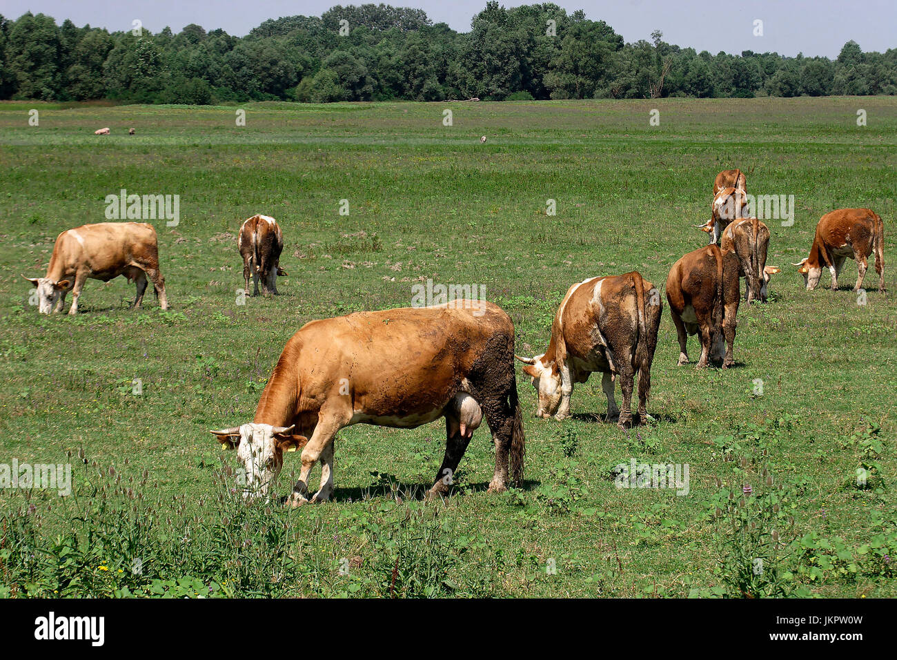 Cows grazing on pasture in Lonjsko polje, Croatia Stock Photo - Alamy