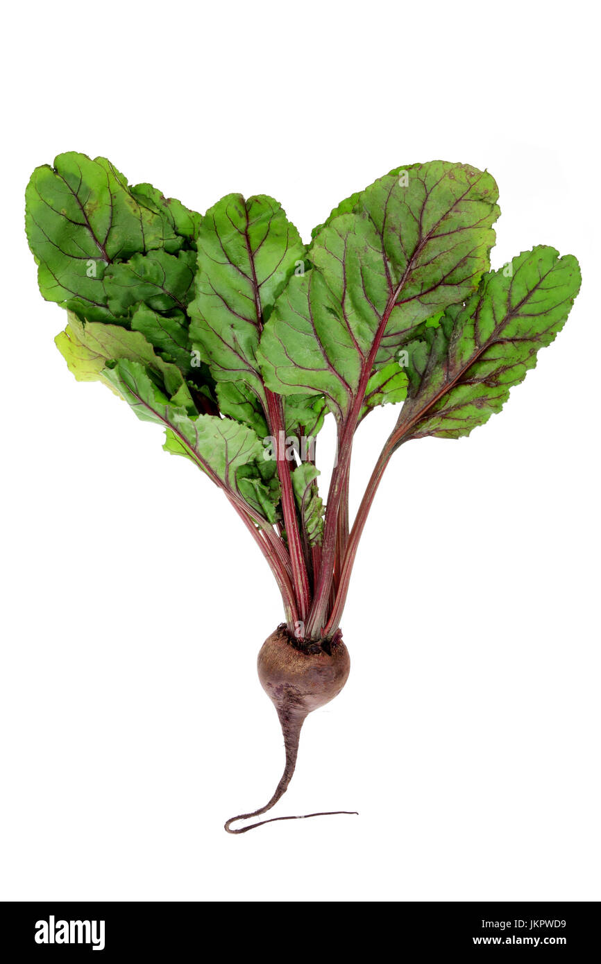 Beetroot on White Background Stock Photo - Alamy