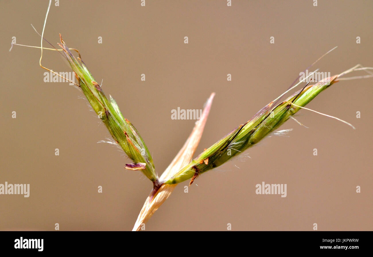 Turpentine grass hi-res stock photography and images - Alamy