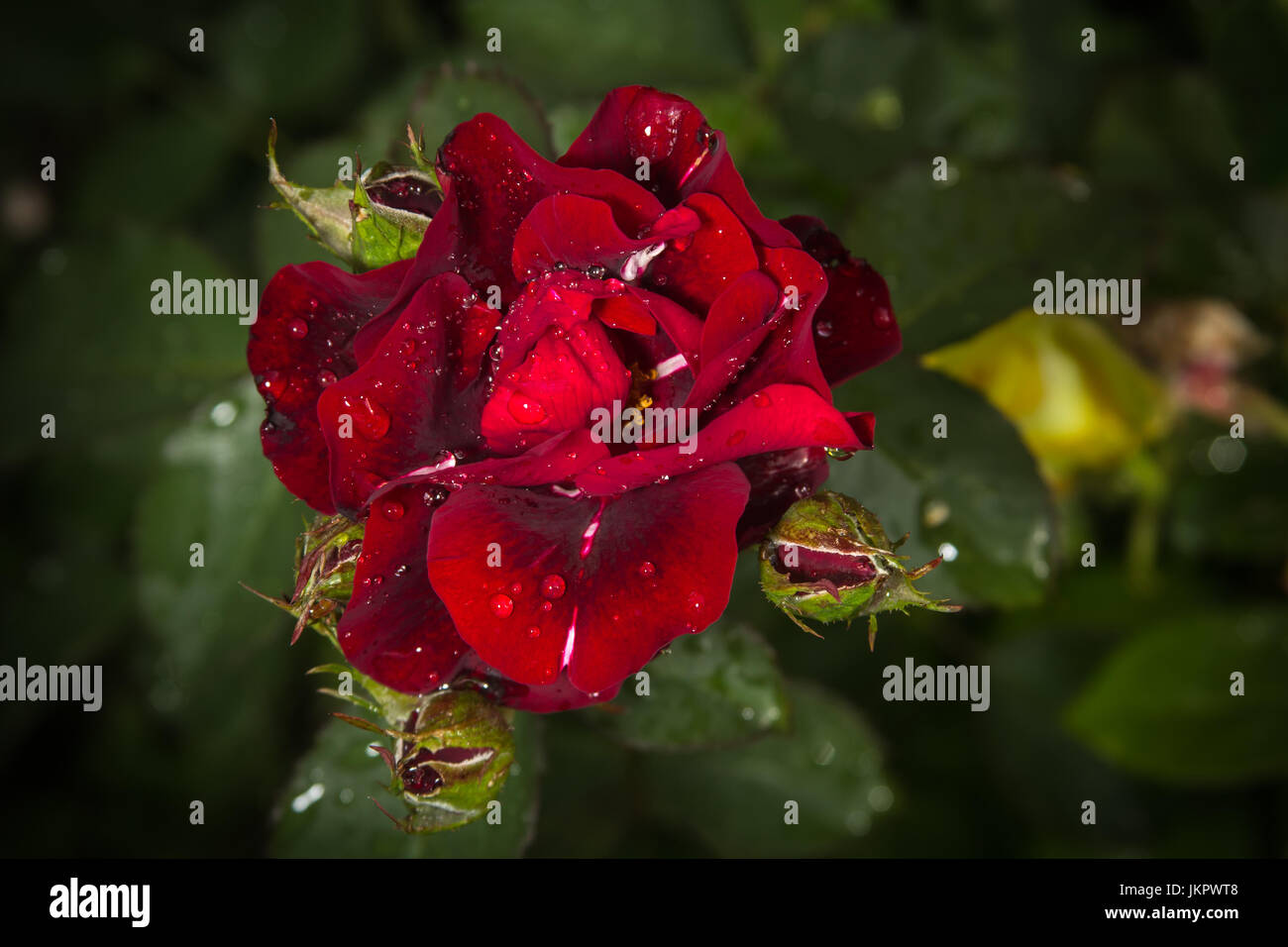 Close up wet red rose growing in a garden, nature background Stock ...