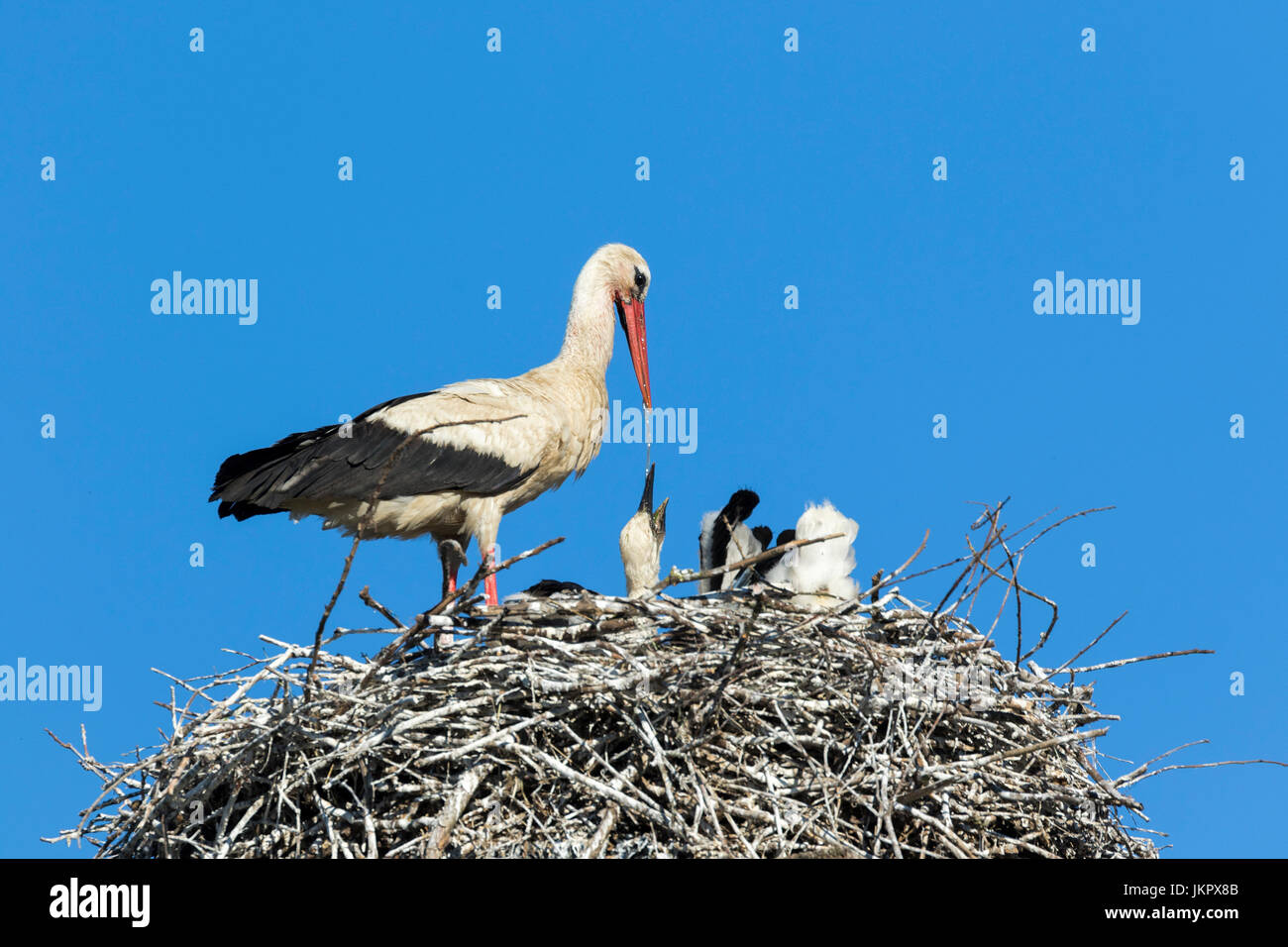 The white stork is showering the offspring in the nest, Čigoć in ...