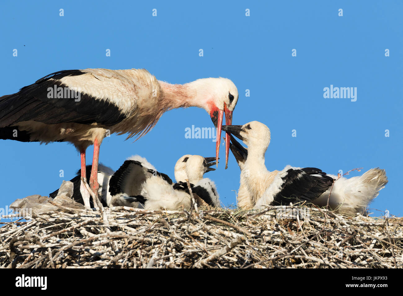 White stork feeding the offspring in Čigoć, Lonjsko polje, Croatia ...