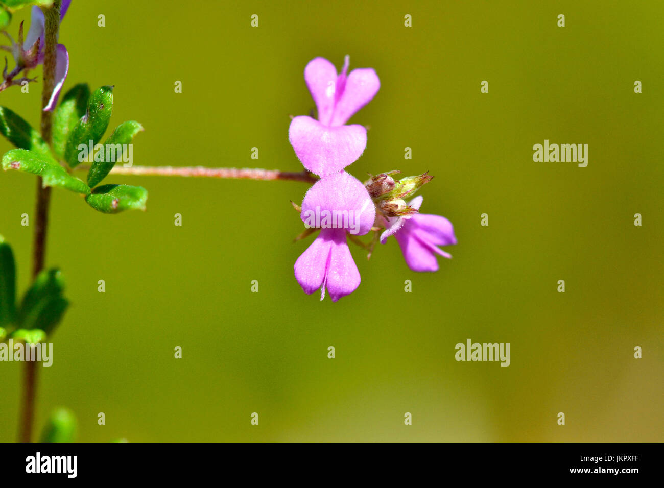 Indigofera hi-res stock photography and images - Alamy