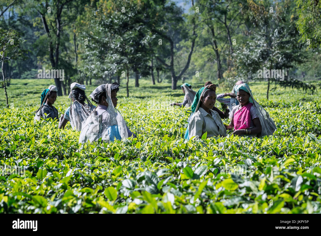 Indian women picking tea leaves, For editorial Use only, Assam, India ...