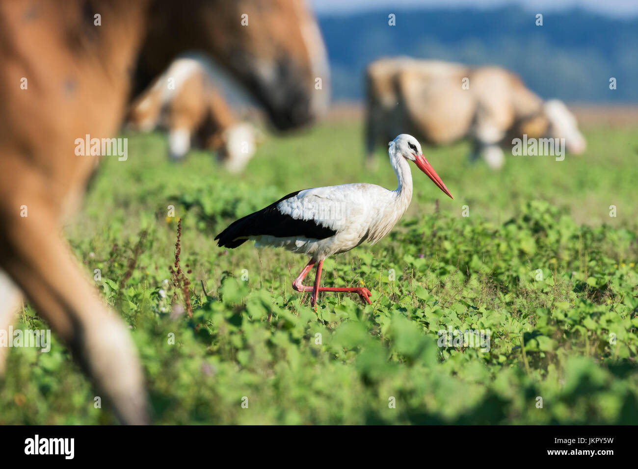 Cattle Bird Cattle High Resolution Stock Photography and Images - Alamy