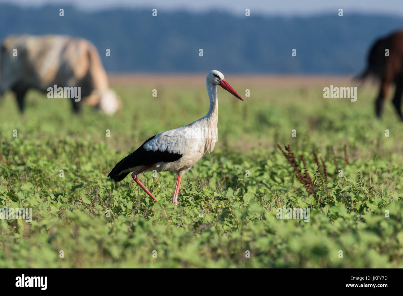 Cattle Bird Cattle High Resolution Stock Photography and Images - Alamy