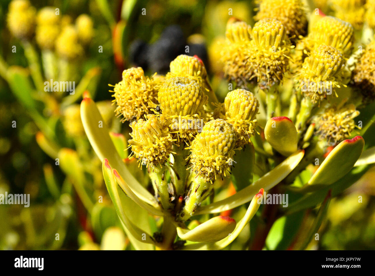 Leucadendron protea proteaceae fynbos hi-res stock photography and ...