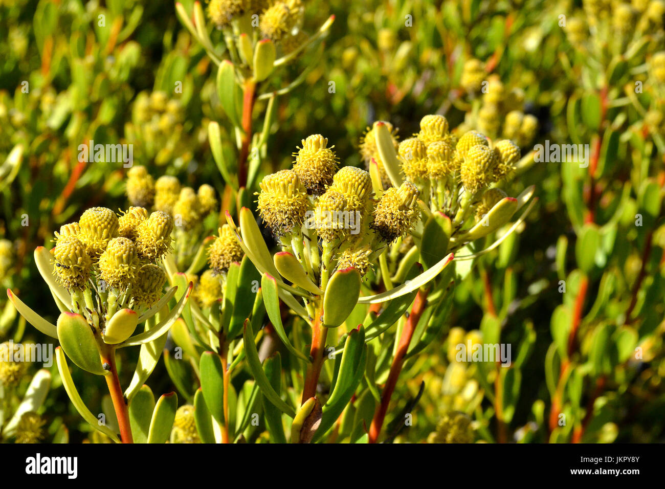 Leucadendron protea proteaceae fynbos hi-res stock photography and ...