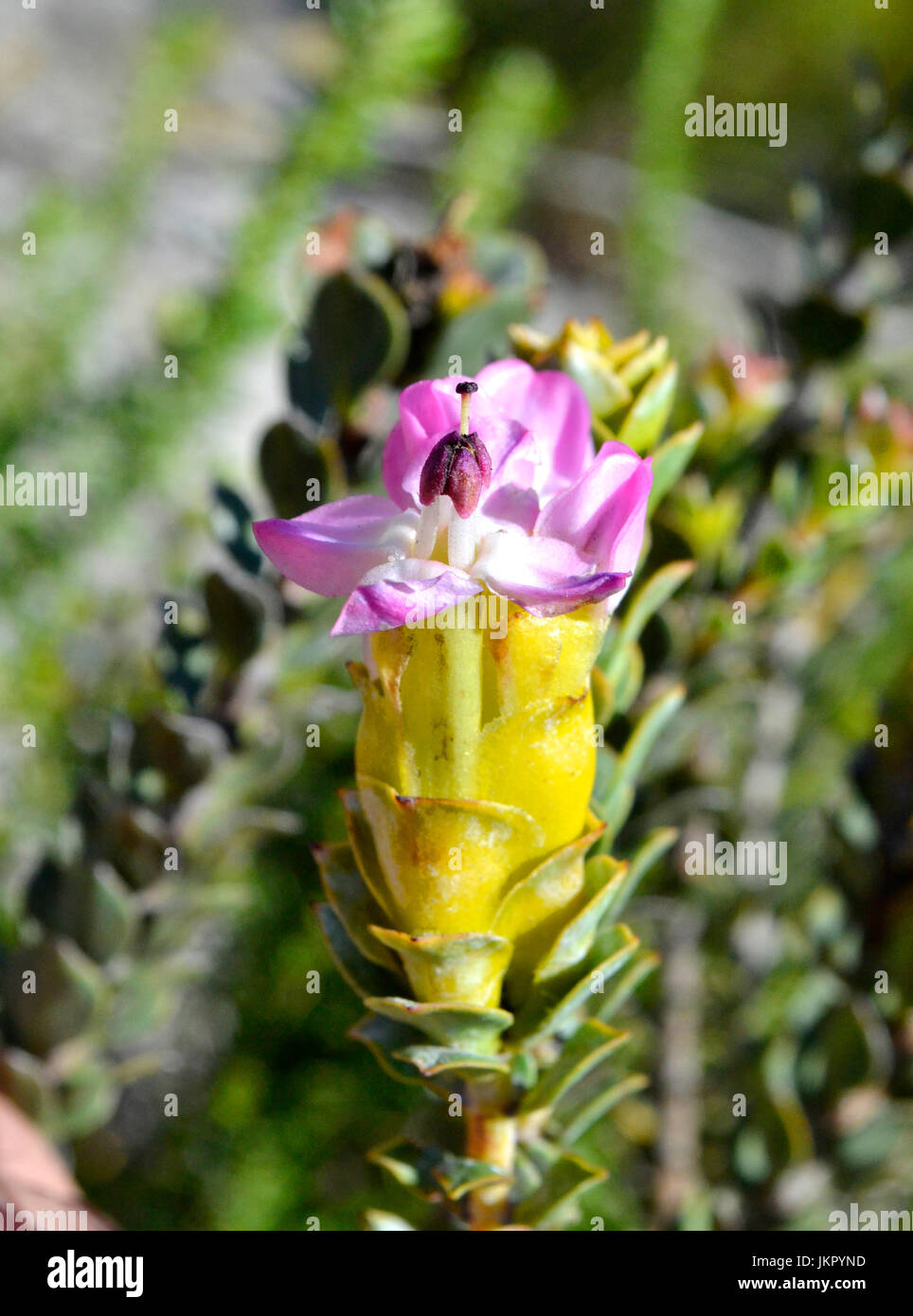 Endemic Saltera near Stanford South Africa Stock Photo - Alamy