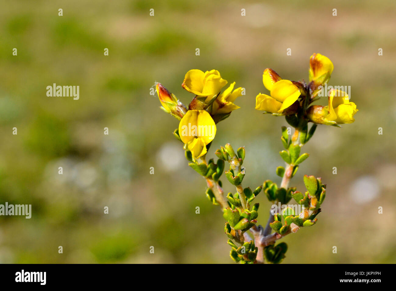 Cape limestone hi-res stock photography and images - Alamy