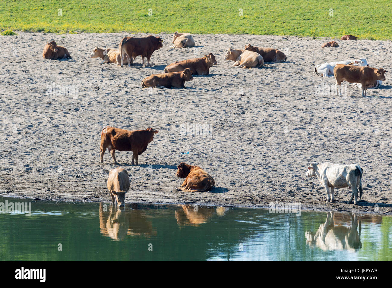 Cows on the riverbank of the Sava River in Lonjsko polje, Croatia Stock ...
