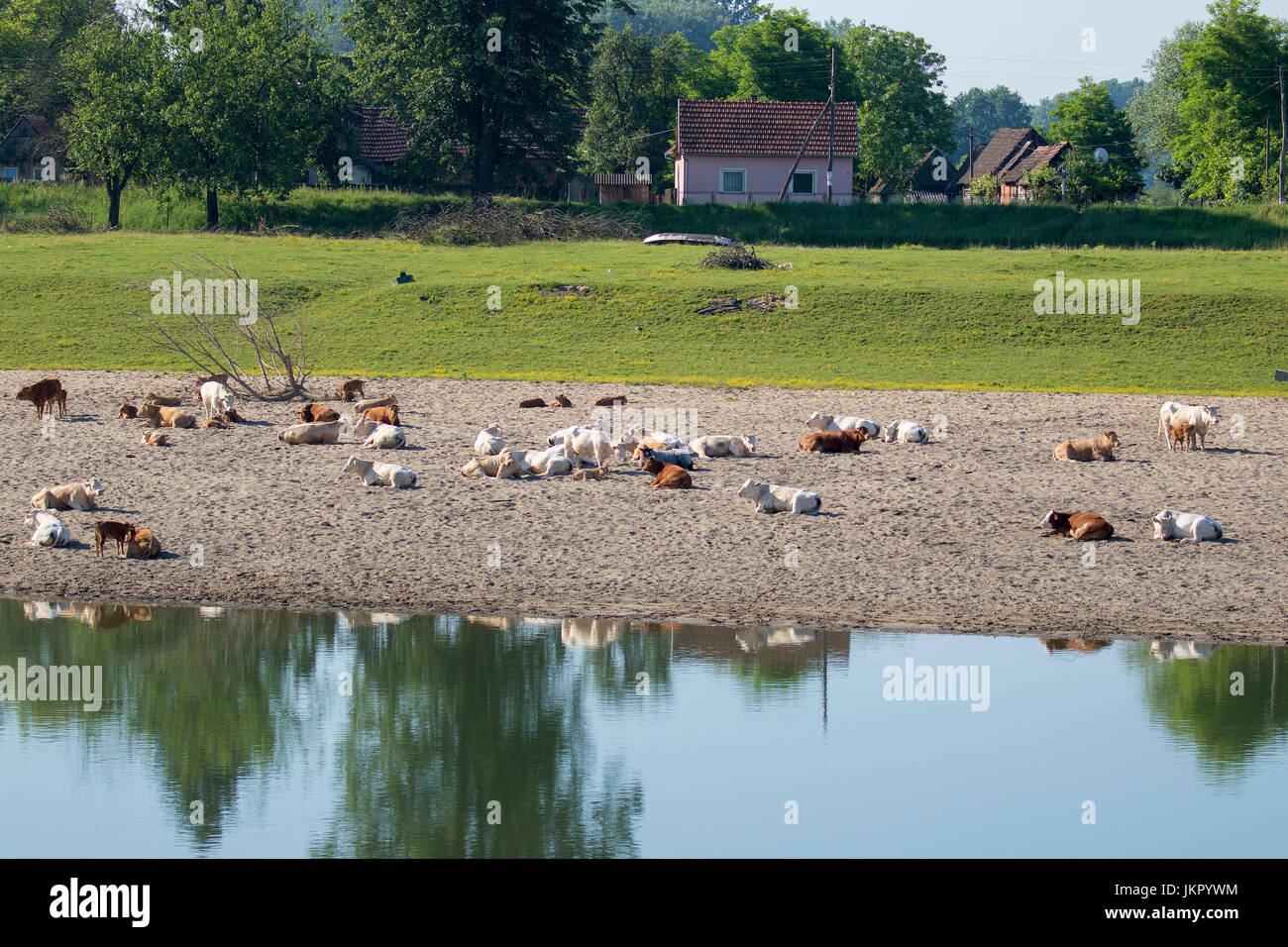 Cows on the riverbank of the Sava River in Lonjsko polje, Croatia Stock ...