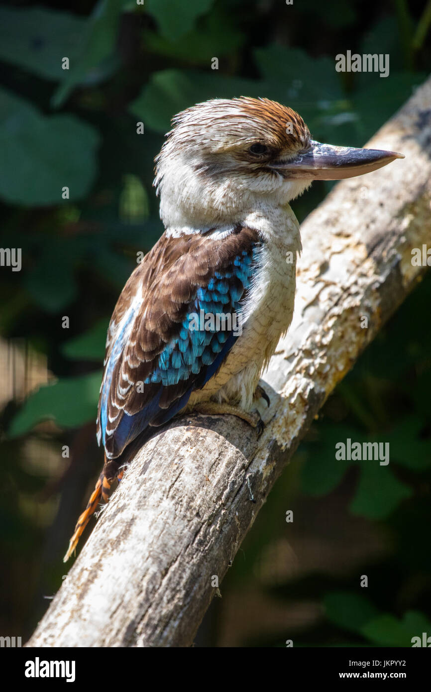 Kookaburra Natural Habitat High Resolution Stock Photography and Images ...