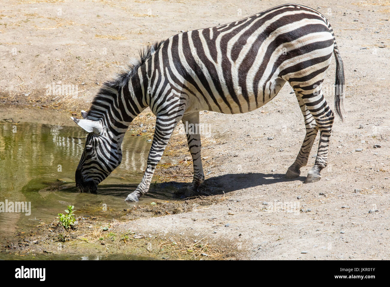 A Zebra drinking from a lake Stock Photo - Alamy