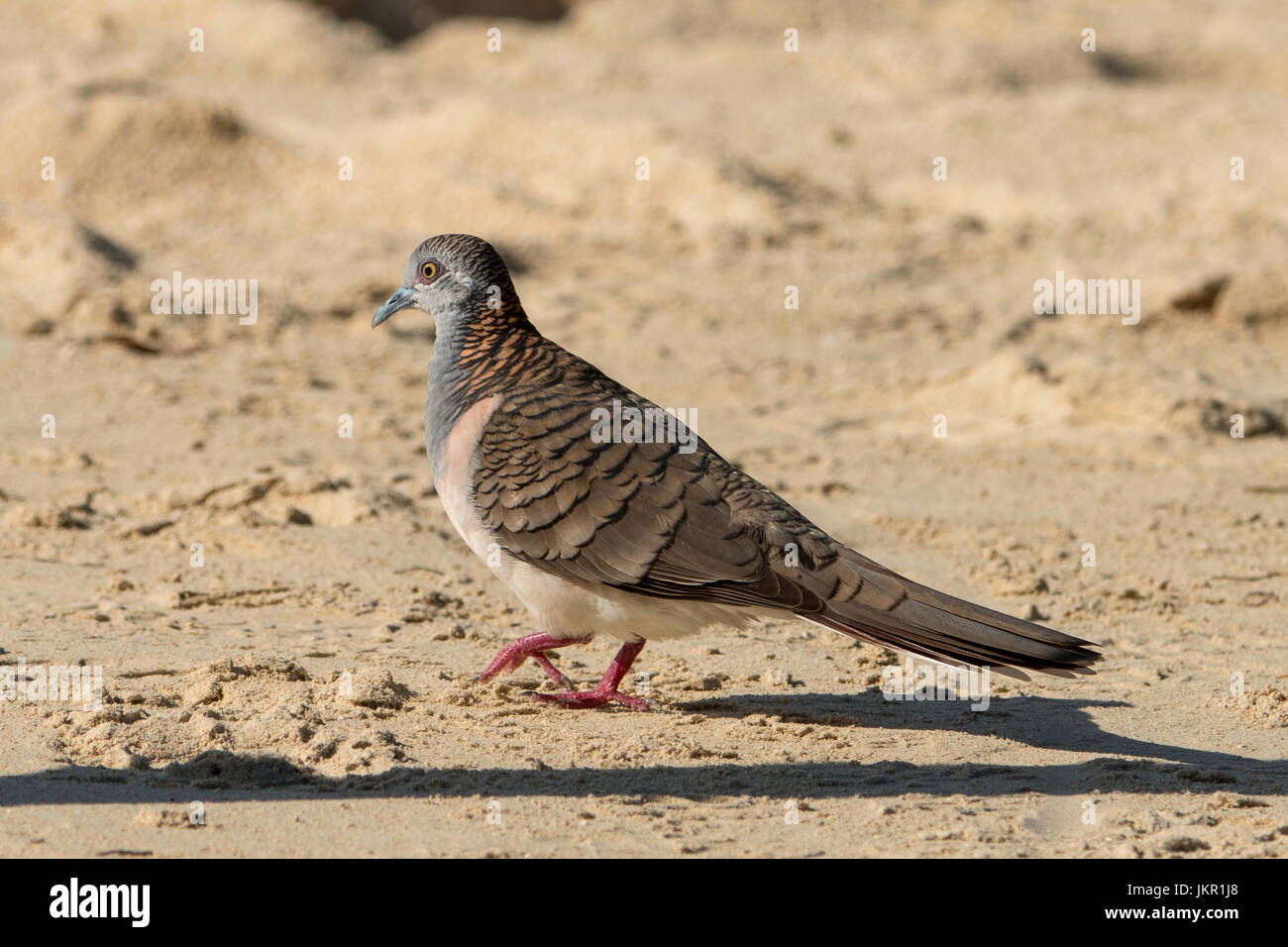 Australian queensland bar shouldered dove geopelia humeralis hi-res ...
