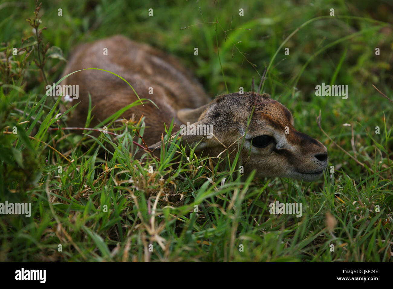 Baby kudu hi-res stock photography and images - Alamy