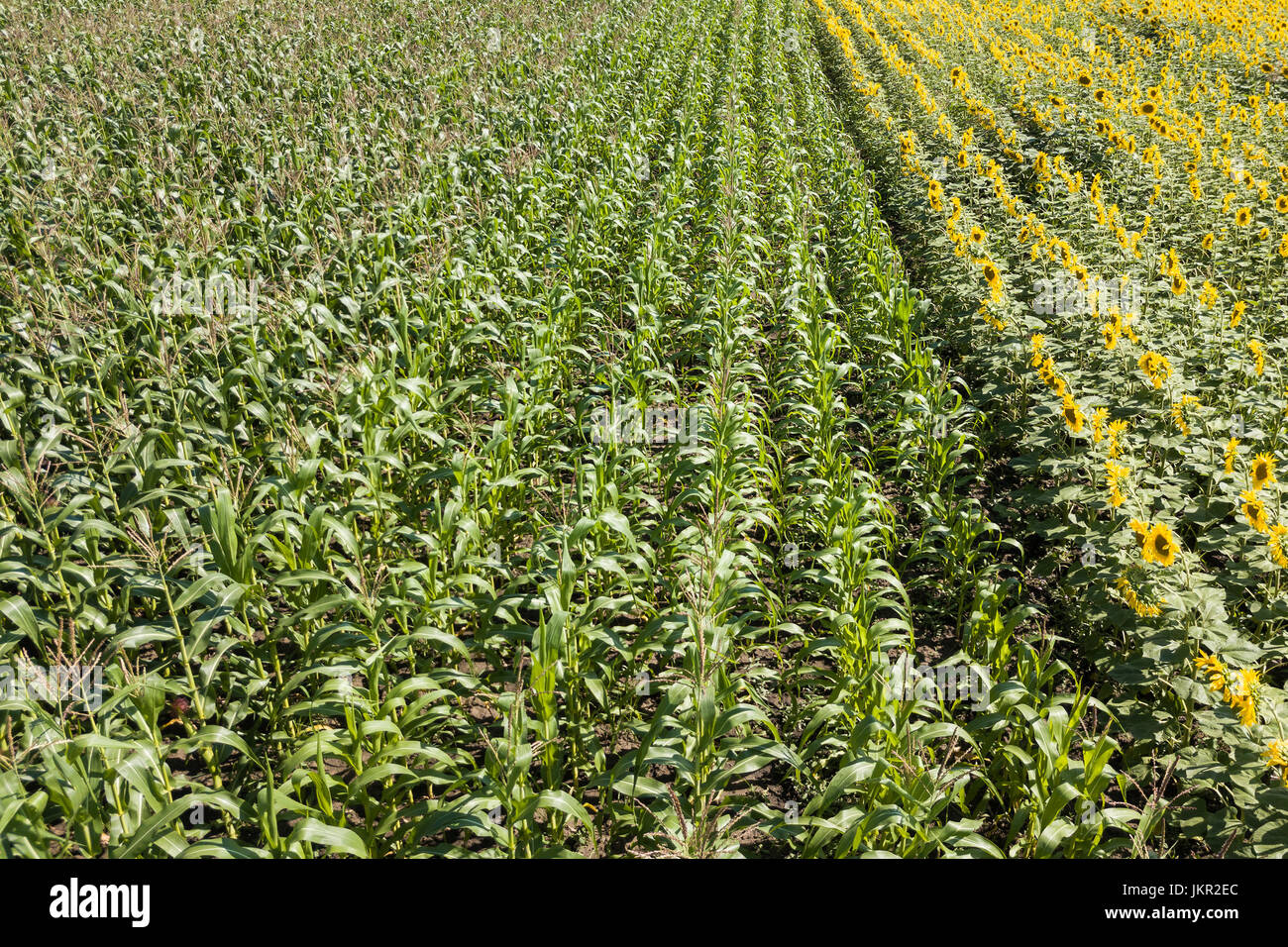 Corn field plantation aerial hi-res stock photography and images - Alamy