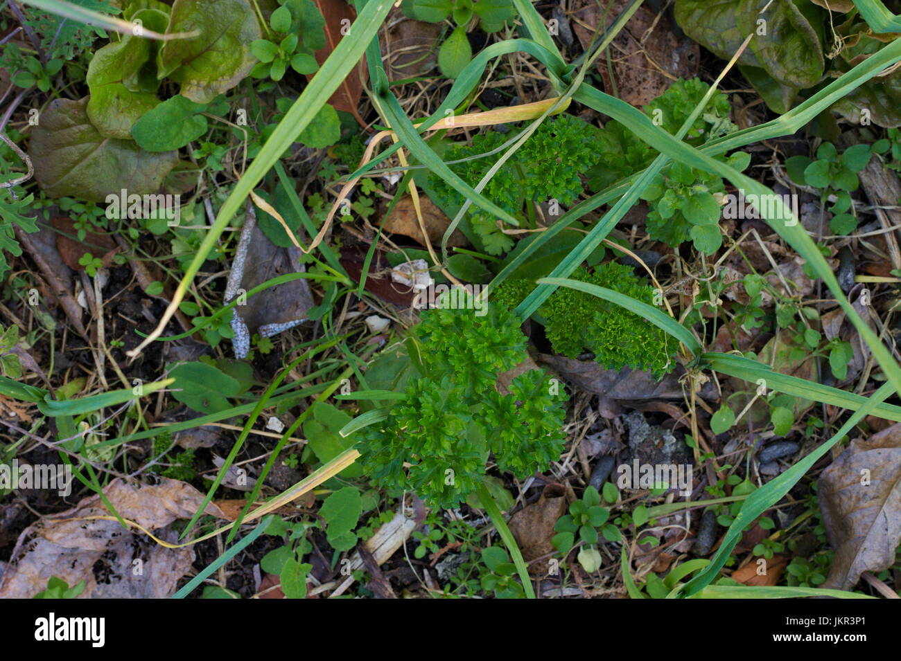 A curly parsley seedling growing amongst weeds in a garden bed, close ...