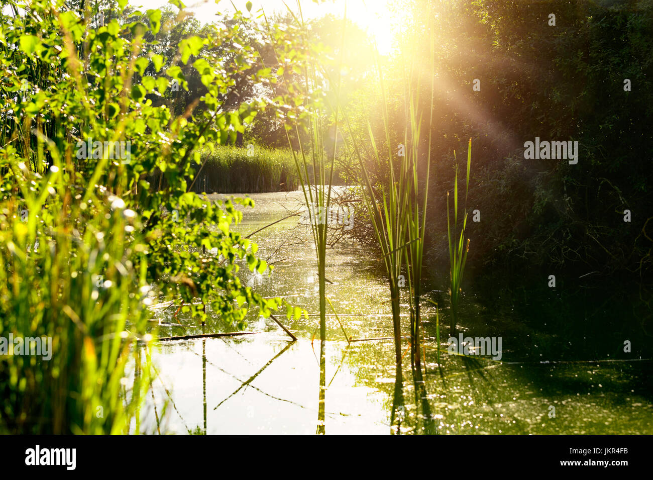 Fishpond lake hi-res stock photography and images - Alamy