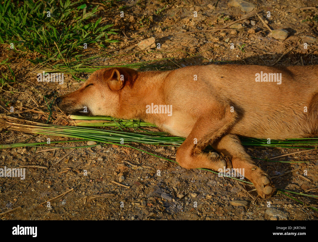 A dog sleeping on rural road at sunny day in Sapa, Northern Vietnam ...
