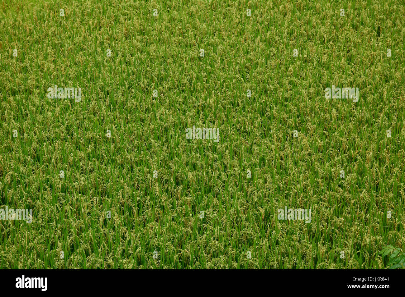 Rice field in Northern Vietnam. Rice production in Vietnam in the ...