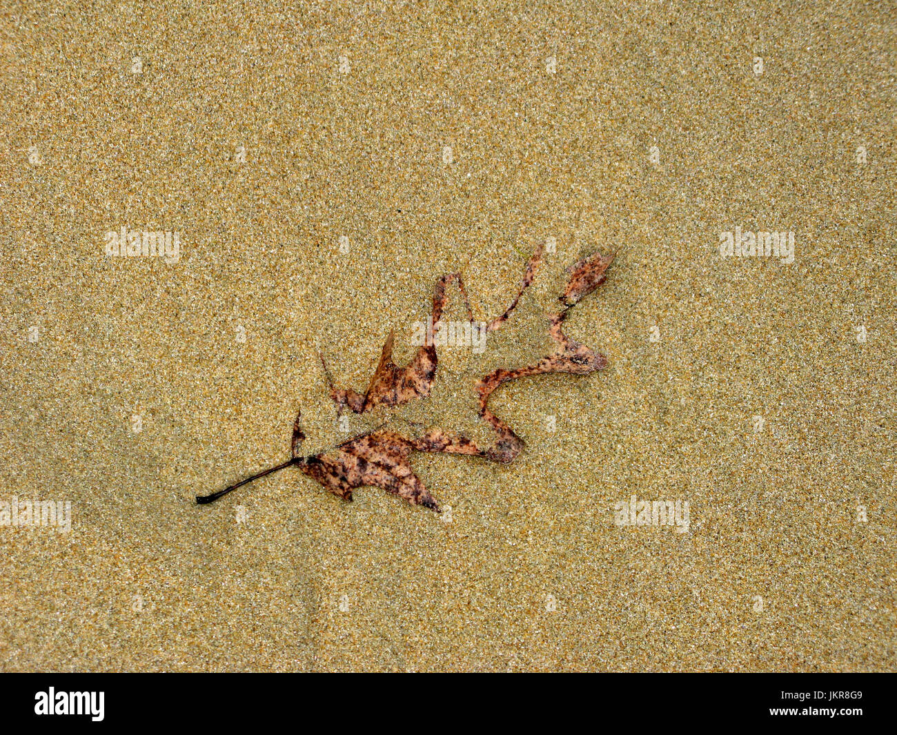 Leaf in sand Stock Photo - Alamy