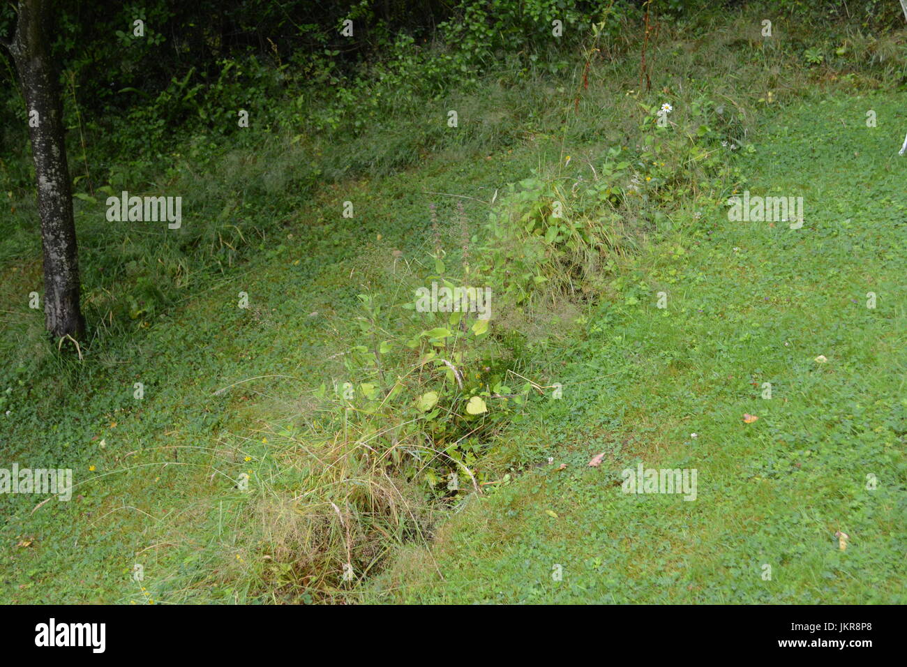 Ditch furrow in garden lawn turf filled with weeds and other plants ...