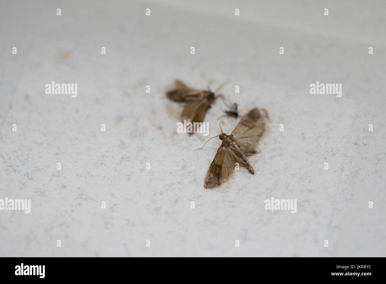 Dead moths hi-res stock photography and images - Alamy
