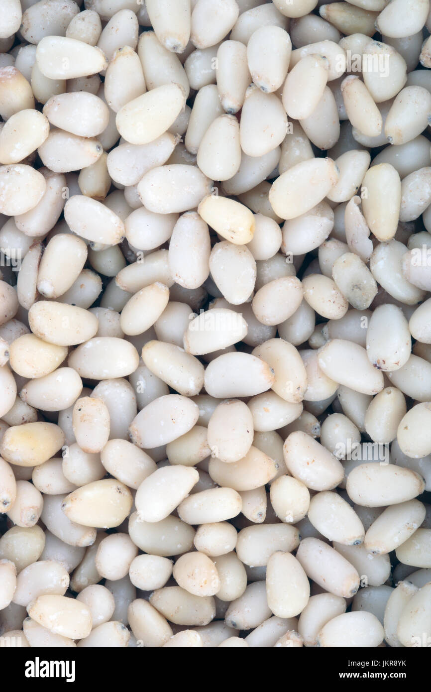 many cedar nut at day Stock Photo - Alamy