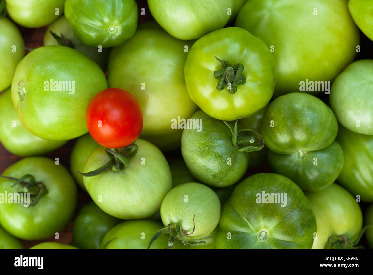 Tomatoes. One Red Ripe Tomato On Immature Tomatoes Top View. Background ...