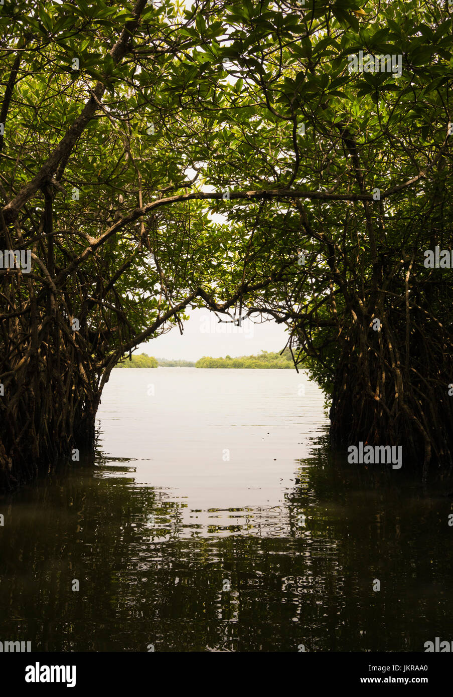 Trees growing over river to form arch, Sri Lanka Stock Photo - Alamy