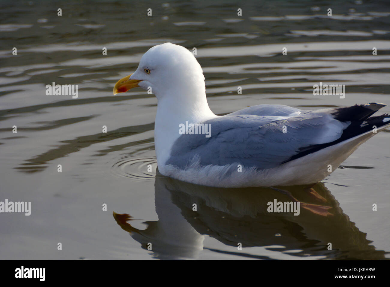 Seagull swimming in the water Stock Photo - Alamy