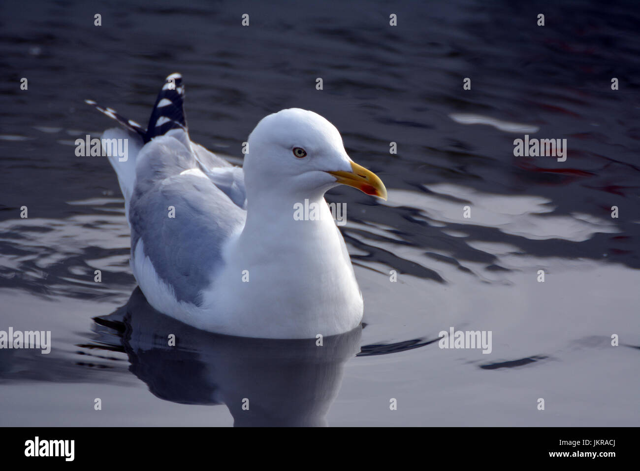 Seagull Fish Standing High Resolution Stock Photography and Images - Alamy