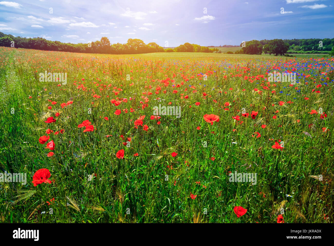 Mohnblumen bluten hi-res stock photography and images - Alamy