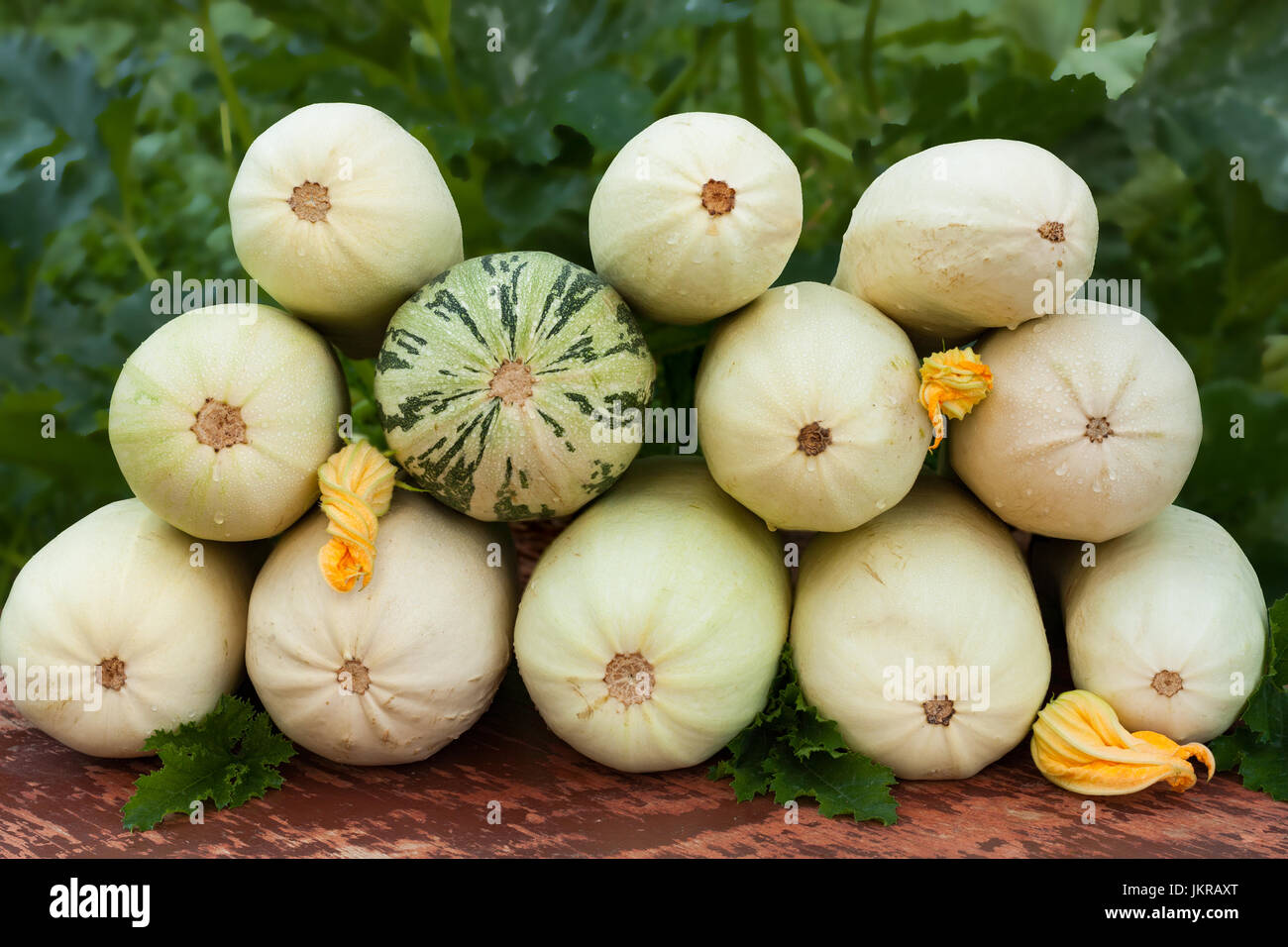 Fresh Ripe Organic Vegetable Marrows With Leaves And Yellow Flowers On ...