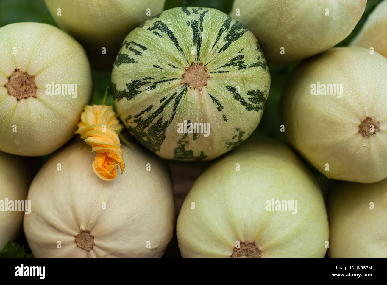 Marrow squash white background hi-res stock photography and images - Alamy